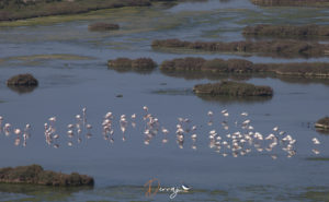 LAGUNE DE SIDI MOUSSA – OUALIDIA – Oiseaux du Maroc – Derraji